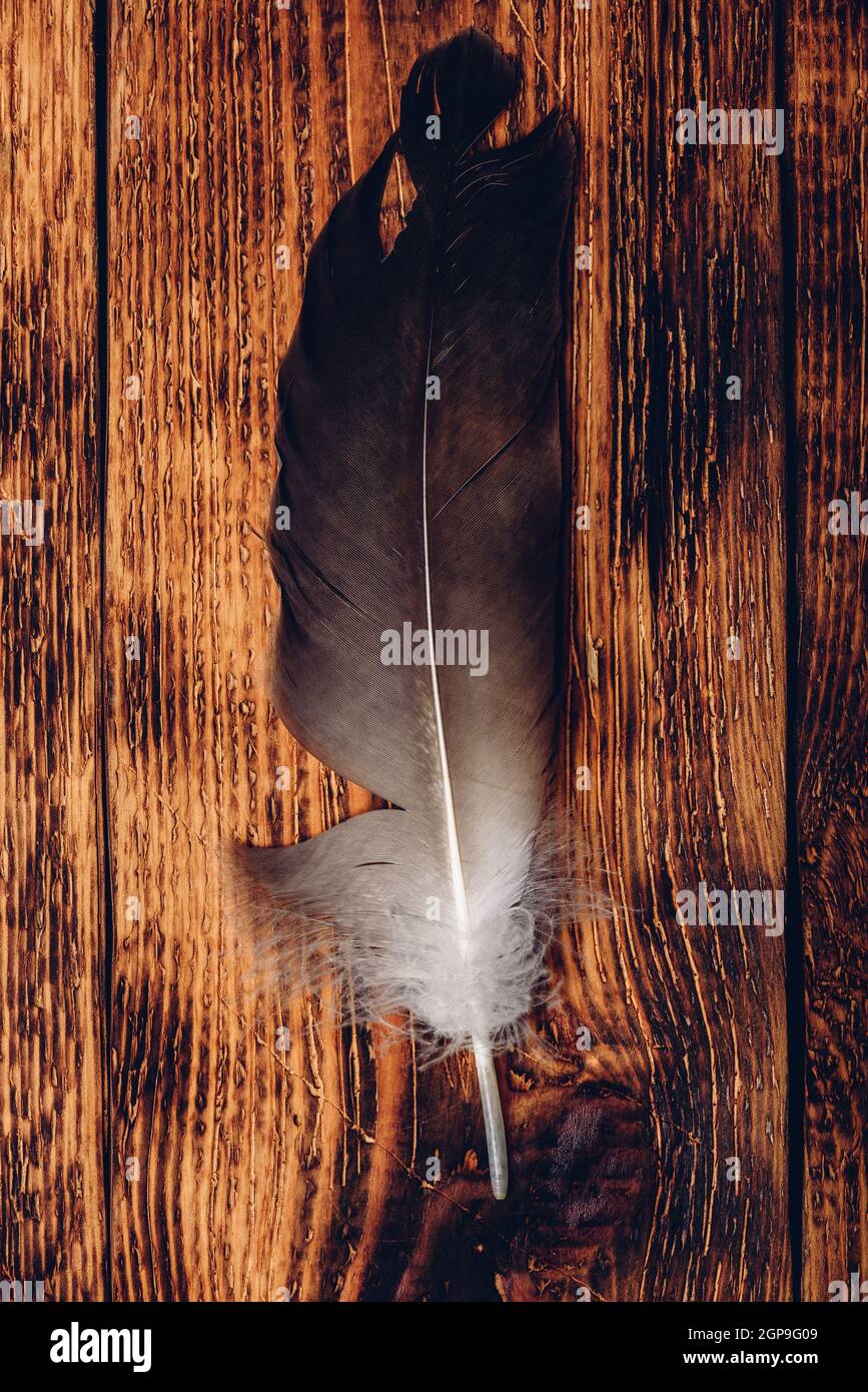 Hawk feather hi-res stock photography and images - Alamy