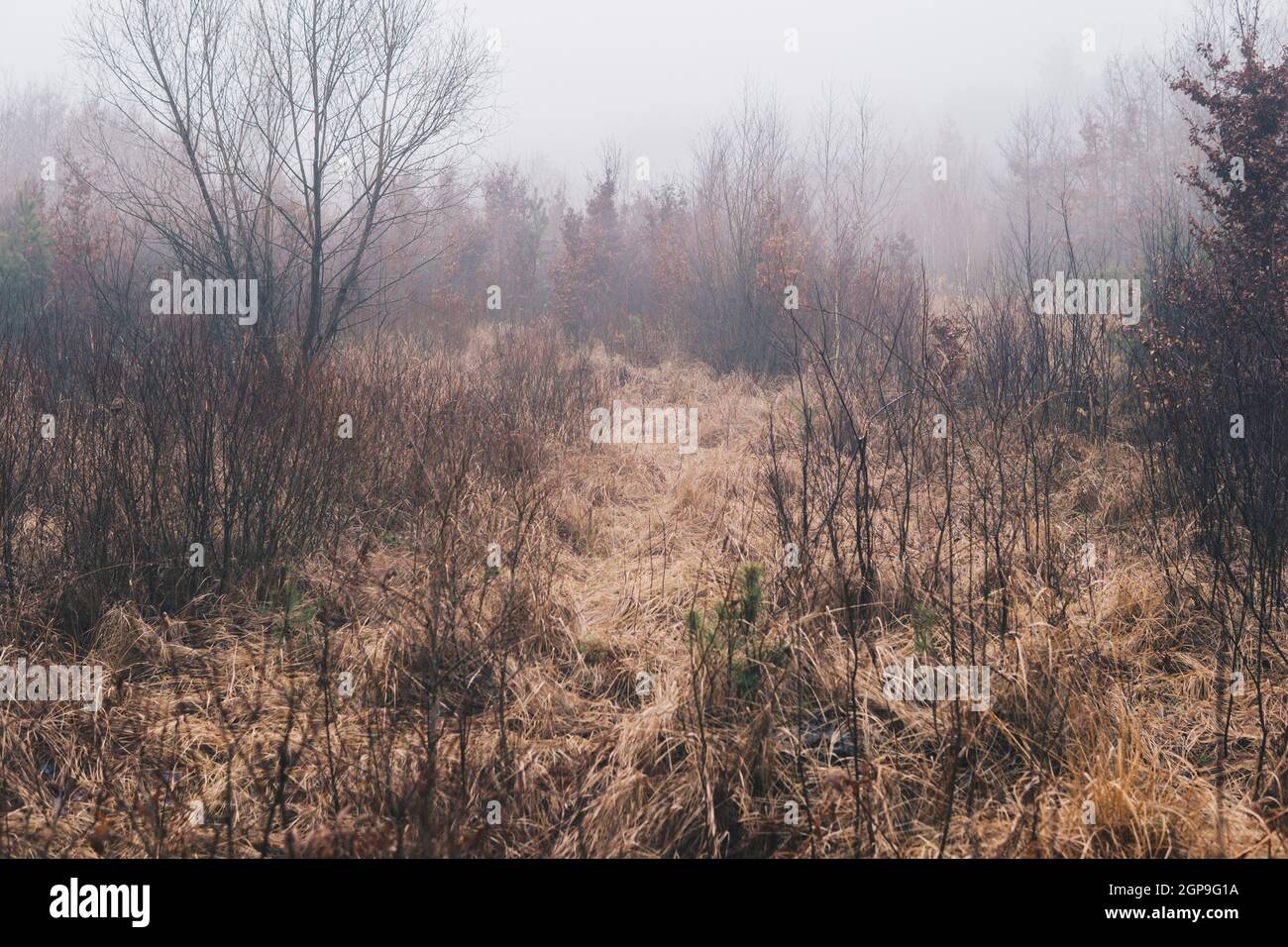 small trees growing on a clearing in the forest between high grass ...