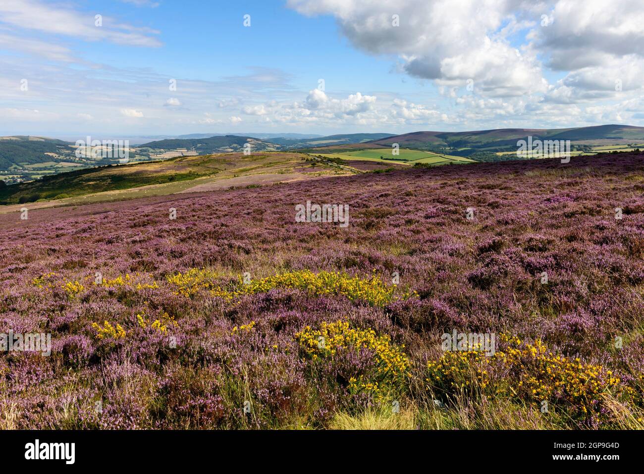 landscape with moor vegetation, in background the hilly countryside ...