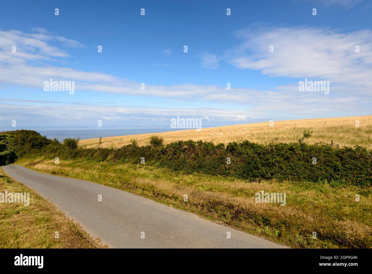 landscape of moor with empty road crossing a sheep pasture, in ...