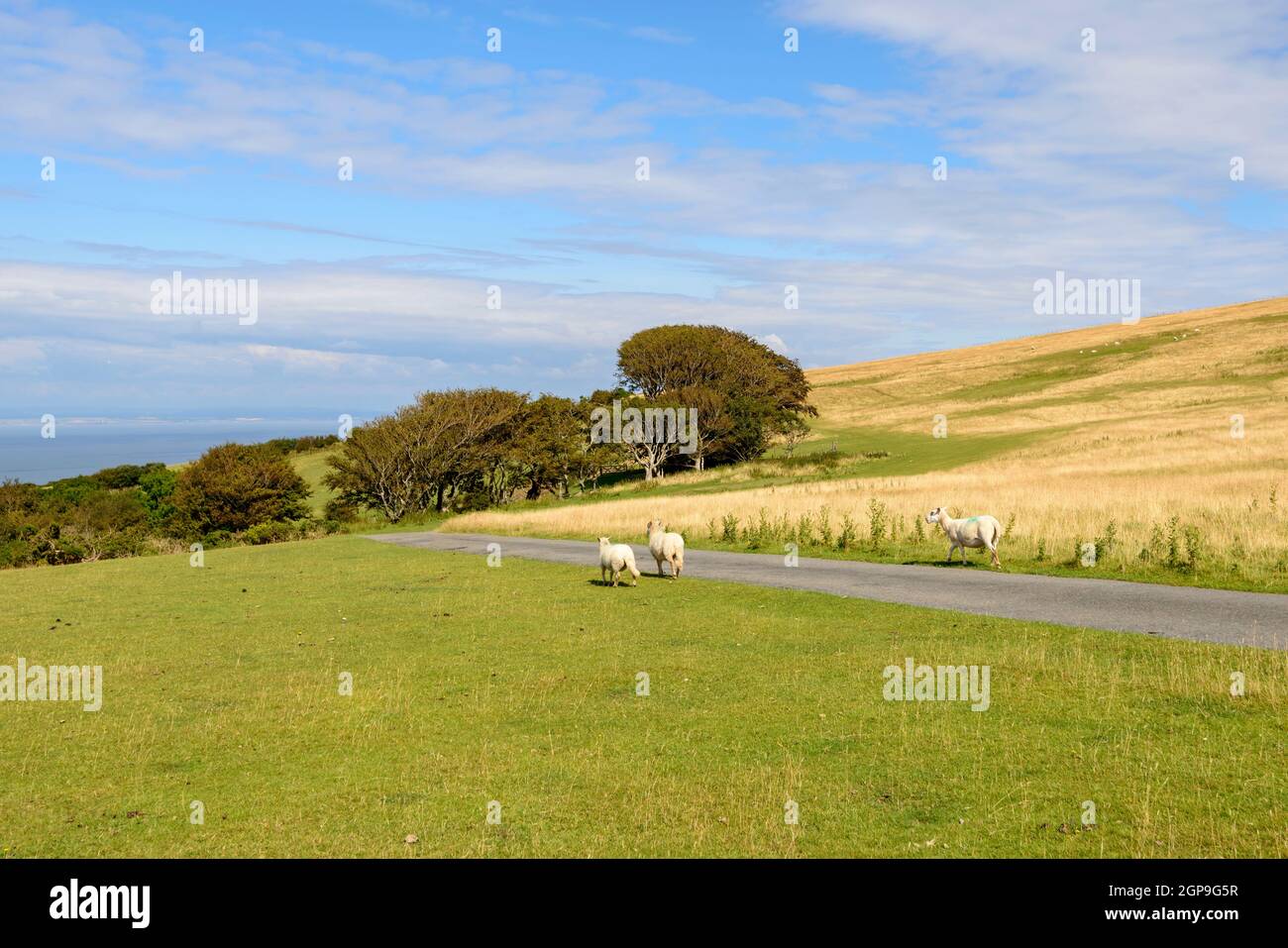 landscape of moor with sheep crossing an empty road, in background the ...