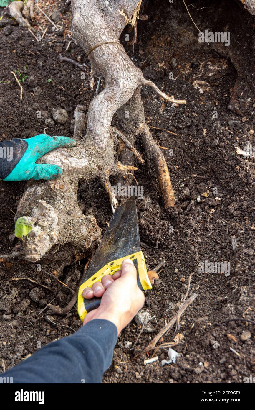 A man's hand saws the roots of a huge stump for uprooting Stock Photo ...