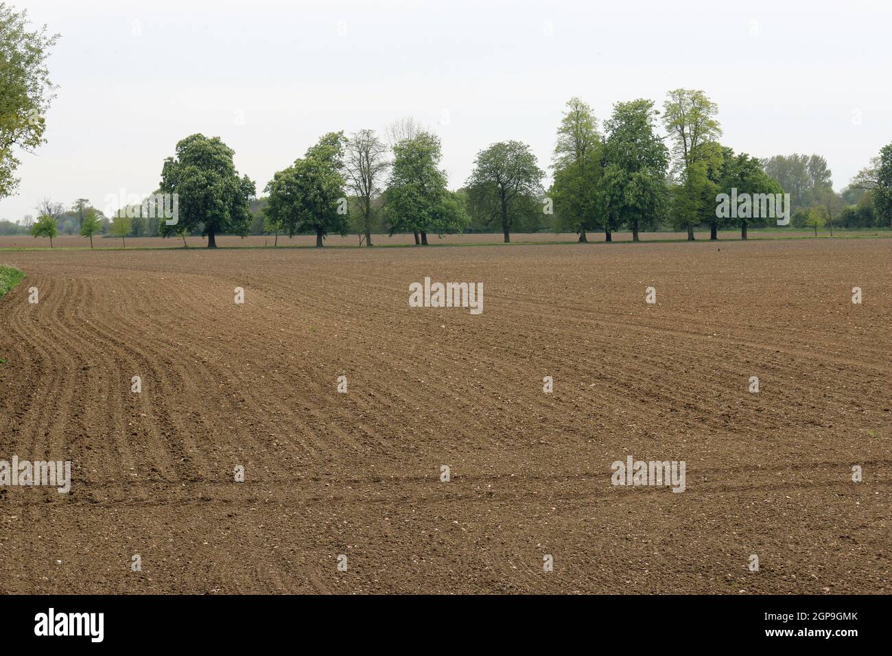 Ploughed and harrowed farm field with an old hedge line and large trees ...