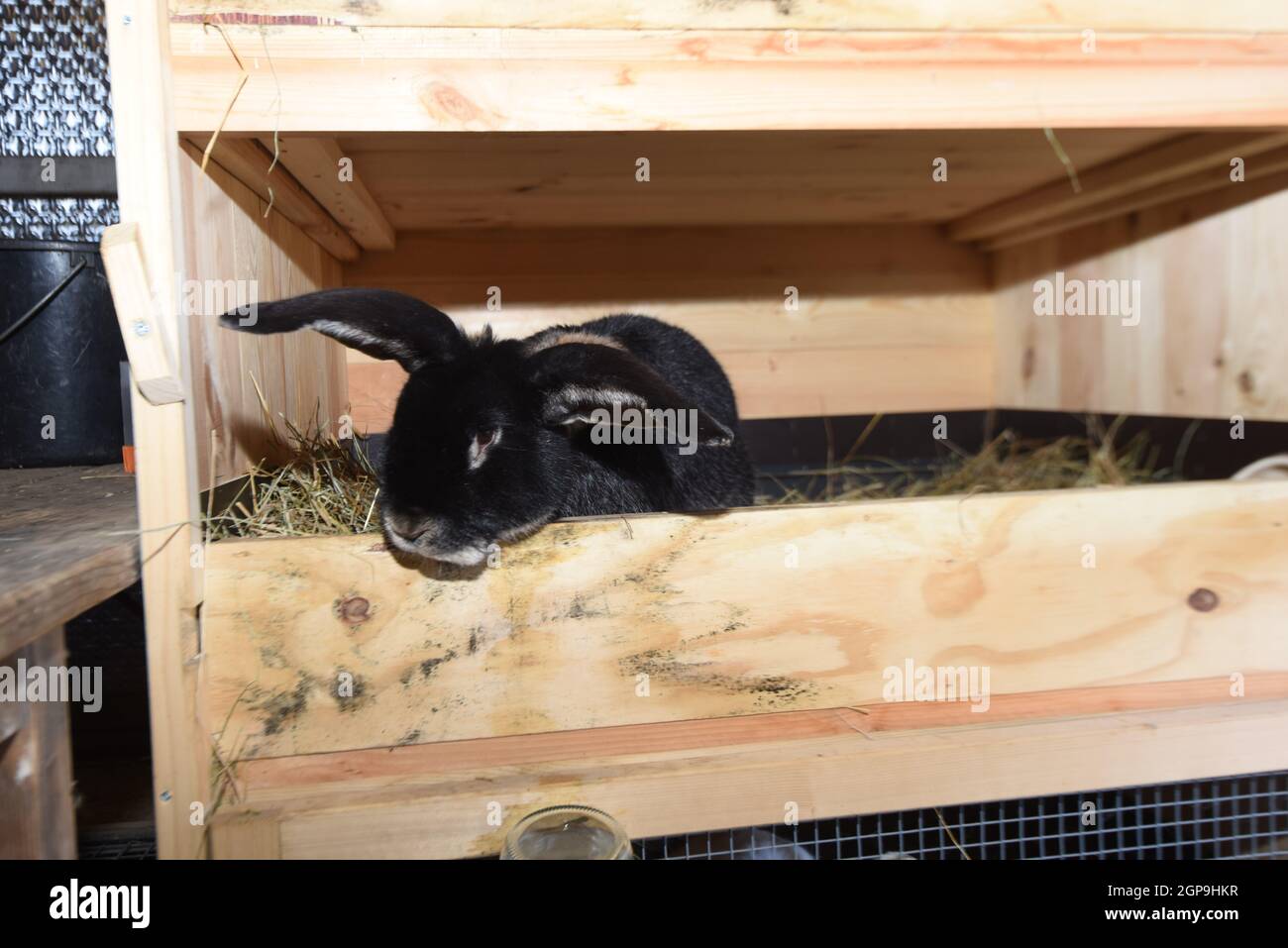 Hares Form High Resolution Stock Photography and Images - Alamy