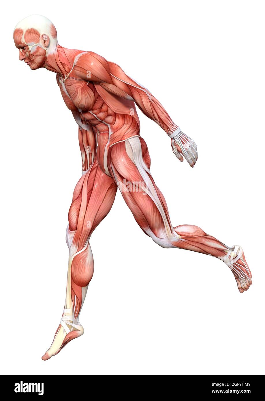 3D rendering of a male figure with muscle maps isolated on white ...