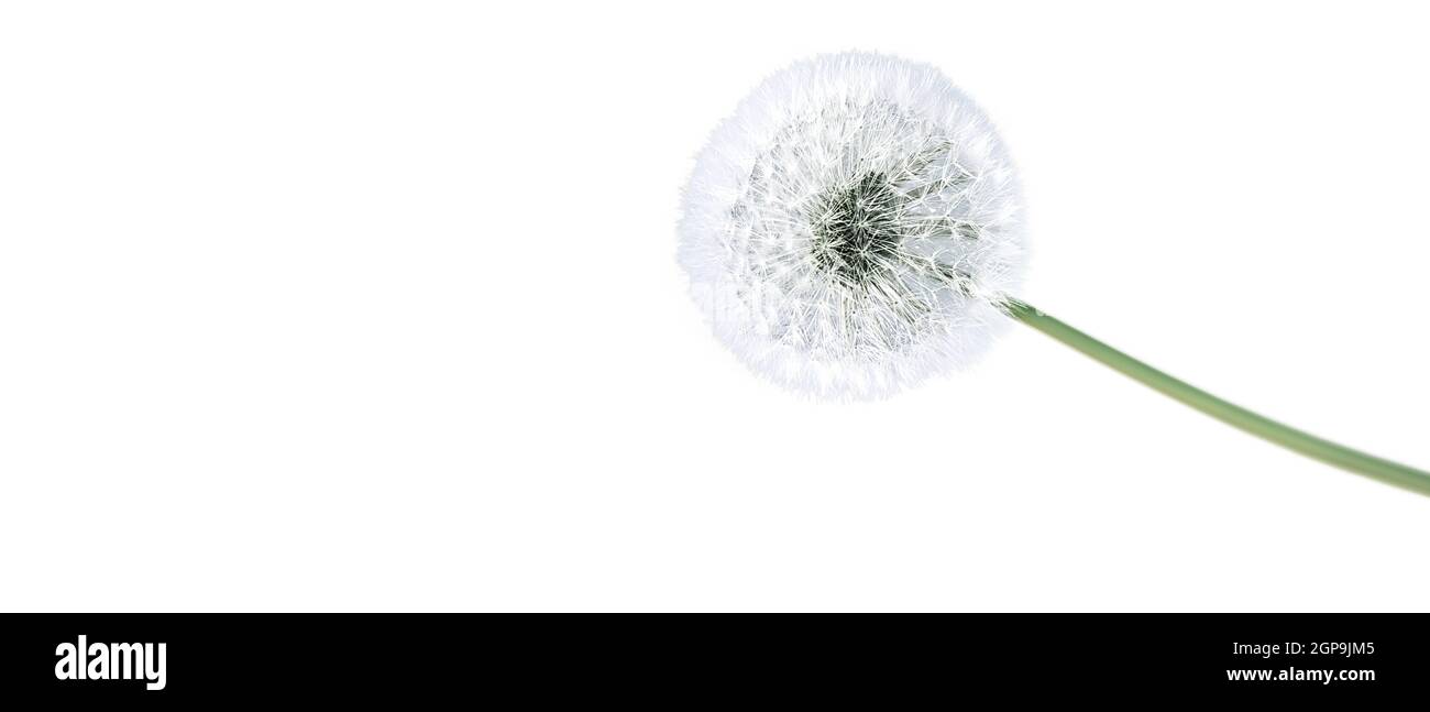 Beautiful dreamy spring with white background Stock Photo - Alamy