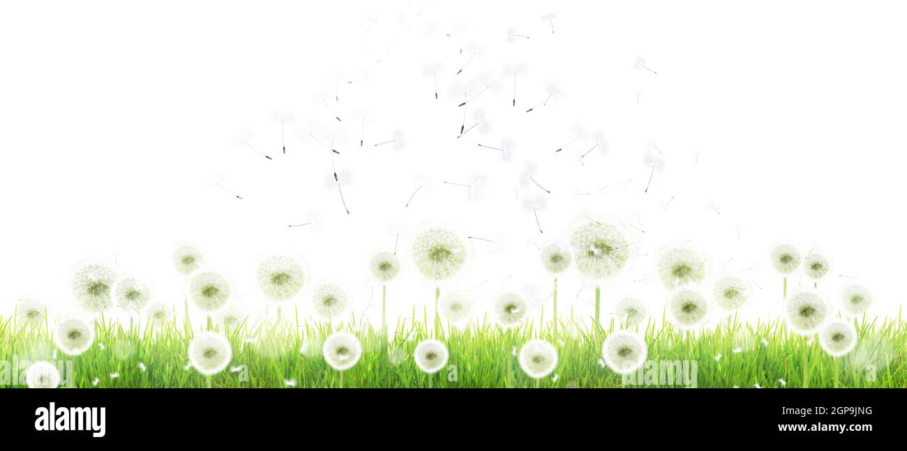 Beautiful dreamy spring with white background Stock Photo - Alamy