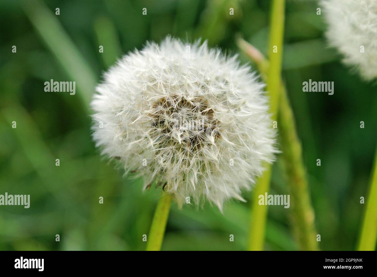 Beautiful dreamy spring nature background with dandelion Stock Photo ...