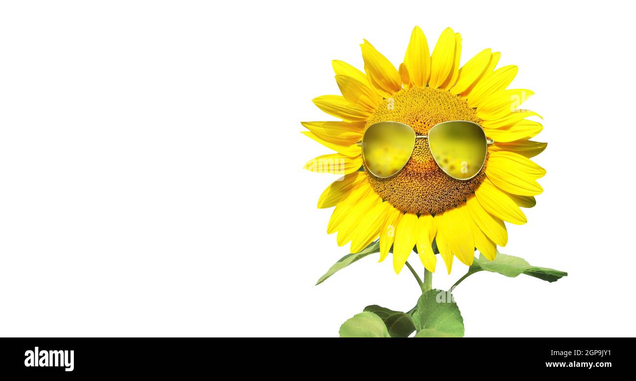 Isolated sunflower with sunglasses and happy face Stock Photo - Alamy
