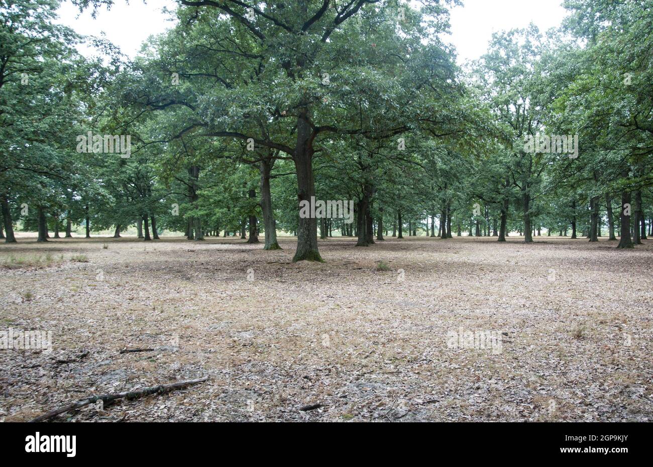 Deciduous Forest Oak Tree