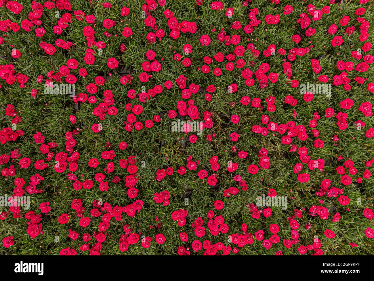 Flat lay of Dianthus caryophyllus flowers growing in the plant nursery ...