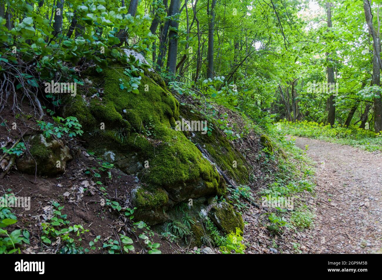 Spring forest, hiking trail, beautiful day in nature Stock Photo - Alamy