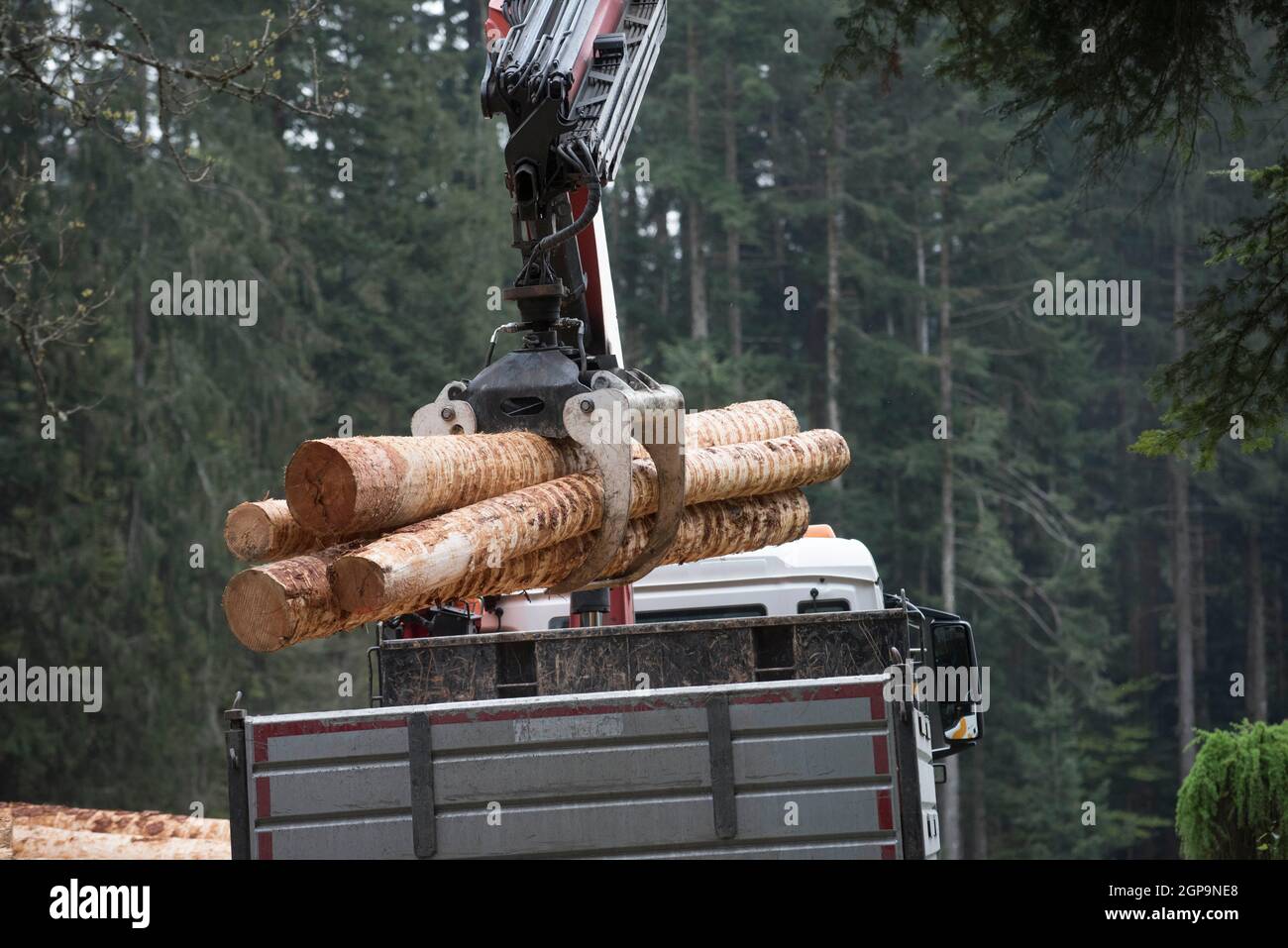 Logging Truck And National Forest High Resolution Stock Photography and ...