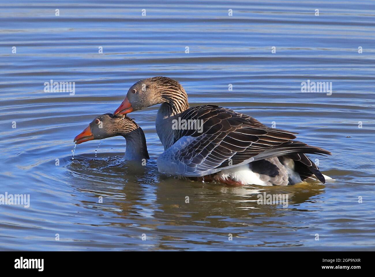 Mating couples hi-res stock photography and images - Alamy