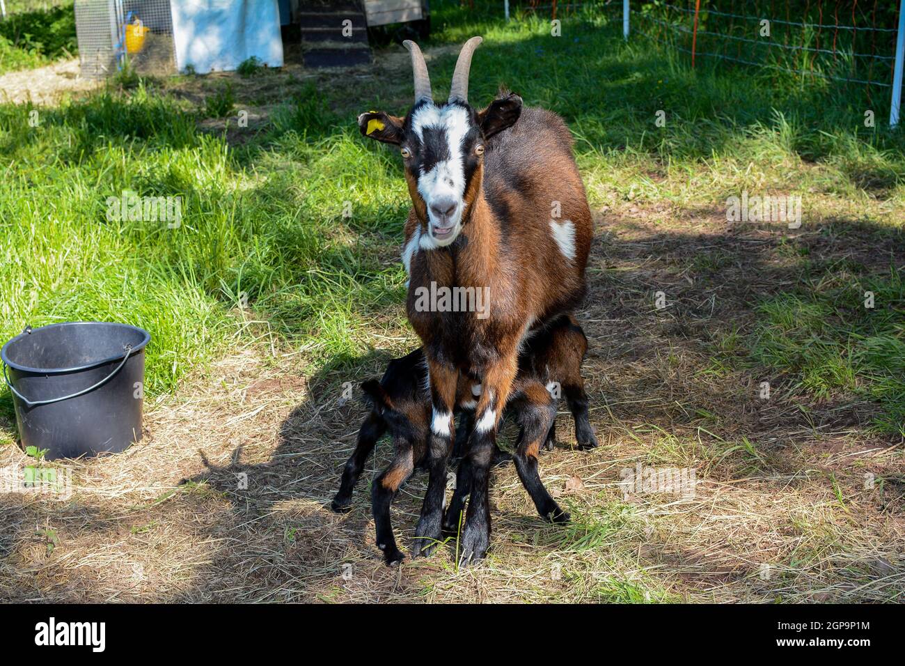 1 week old kid with mother goats drinking milk on a green meadow by a ...