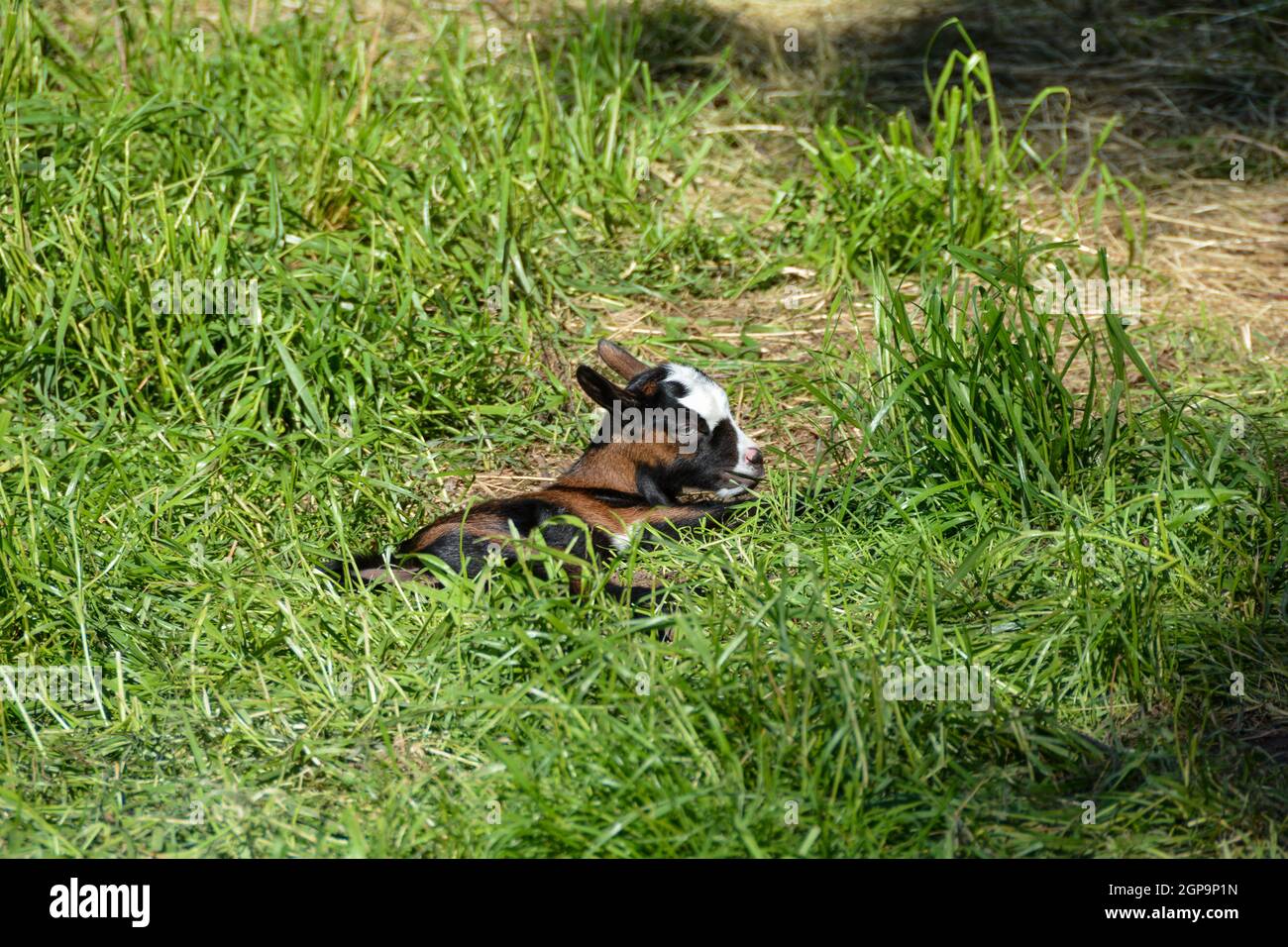 Old goat lies on grass hi-res stock photography and images - Alamy