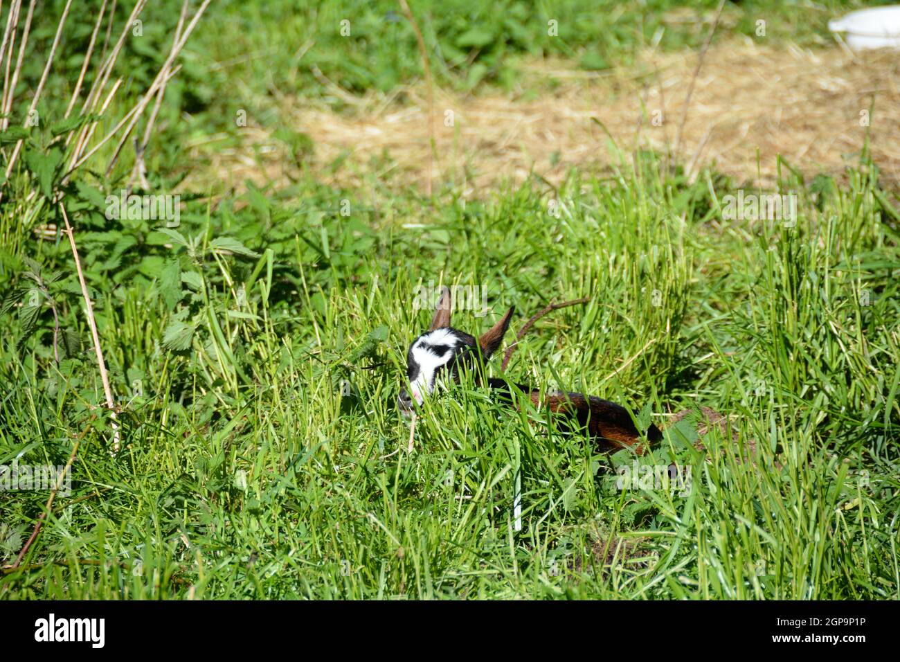 A 1 week old goat lamb on a green meadow , lies hidden in the grass ...