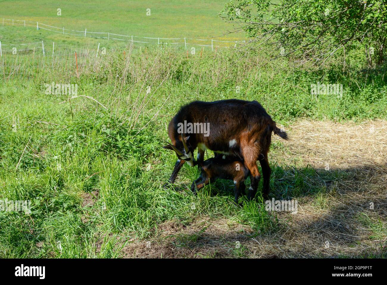 1 week old kid with mother goats drinking milk on a green meadow Stock ...
