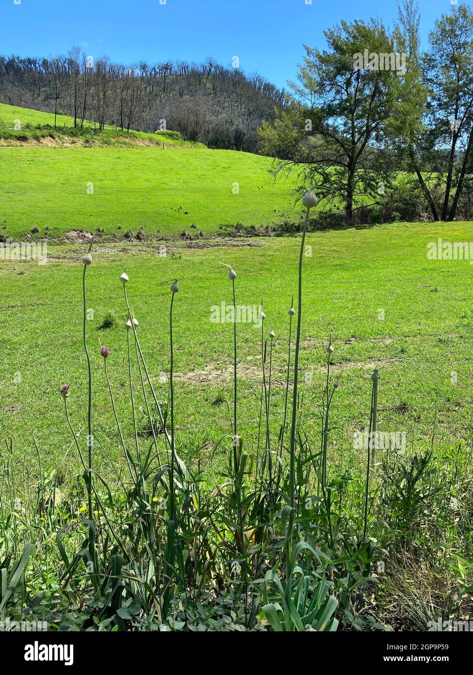 Russian garlic growing abundantly on a farm Stock Photo - Alamy