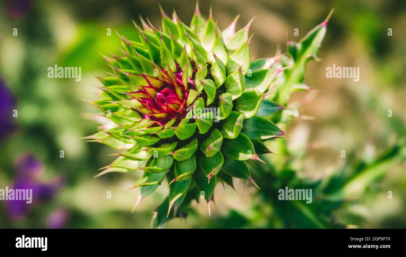 Selective focus shot of a Musk thistle flower in the meadow Stock Photo ...