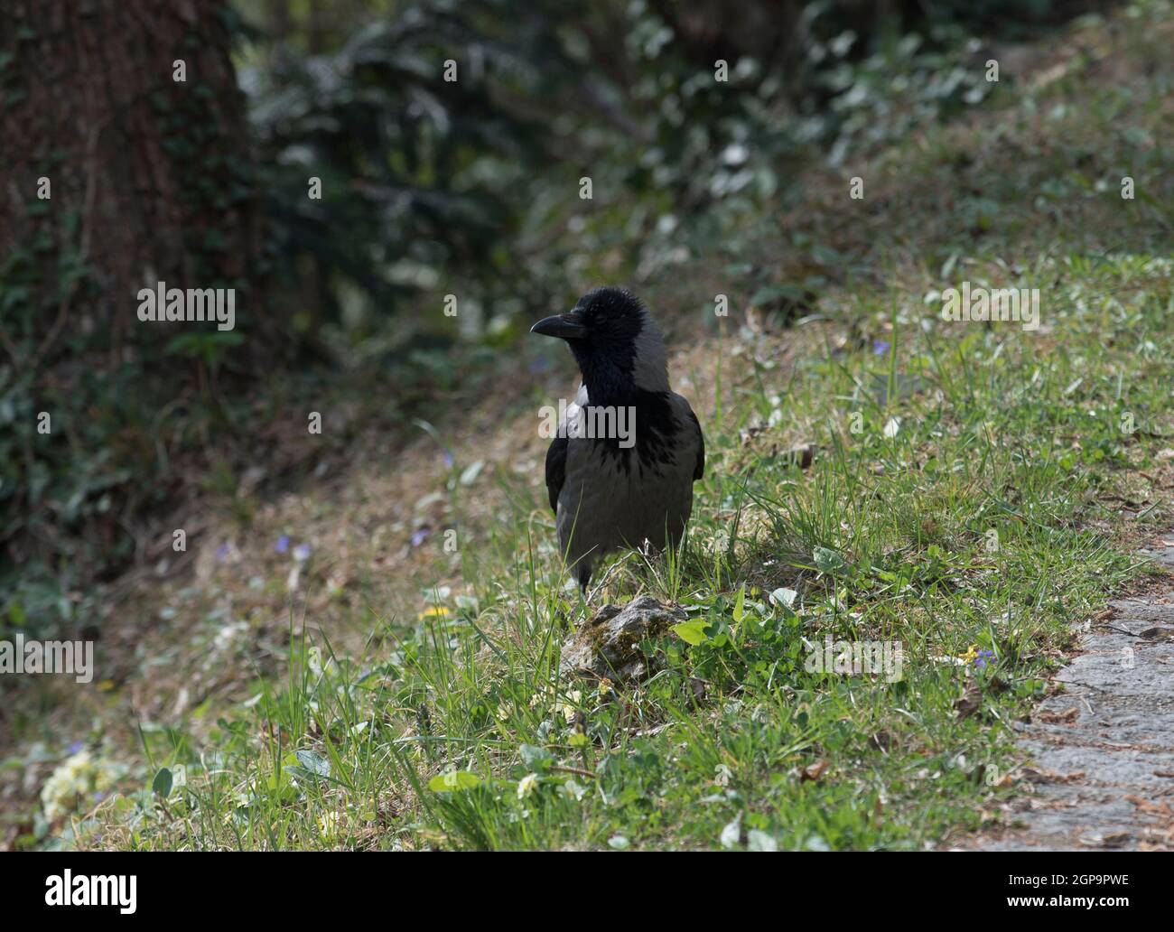 Species of bird of the crow family hi-res stock photography and images ...