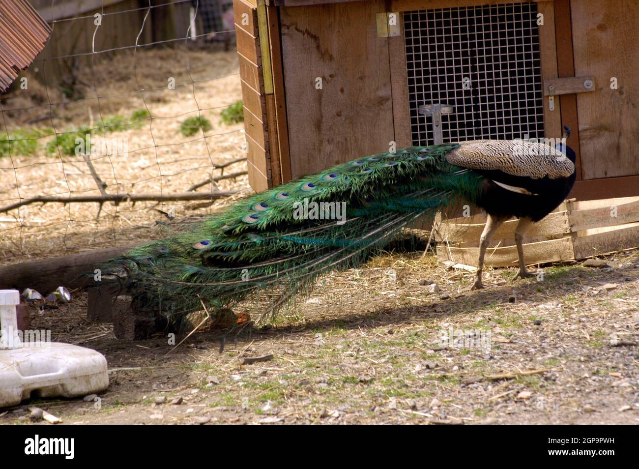 Nesting enclosure hi-res stock photography and images - Alamy