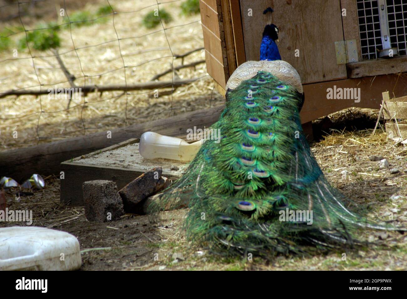 Nesting in enclosure hi-res stock photography and images - Alamy