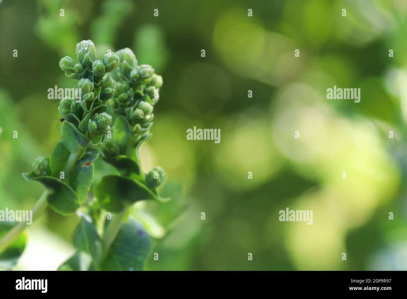 Bolting spinach hi-res stock photography and images - Alamy