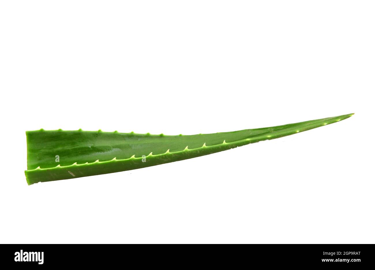 Single Aloe Vera Leaf