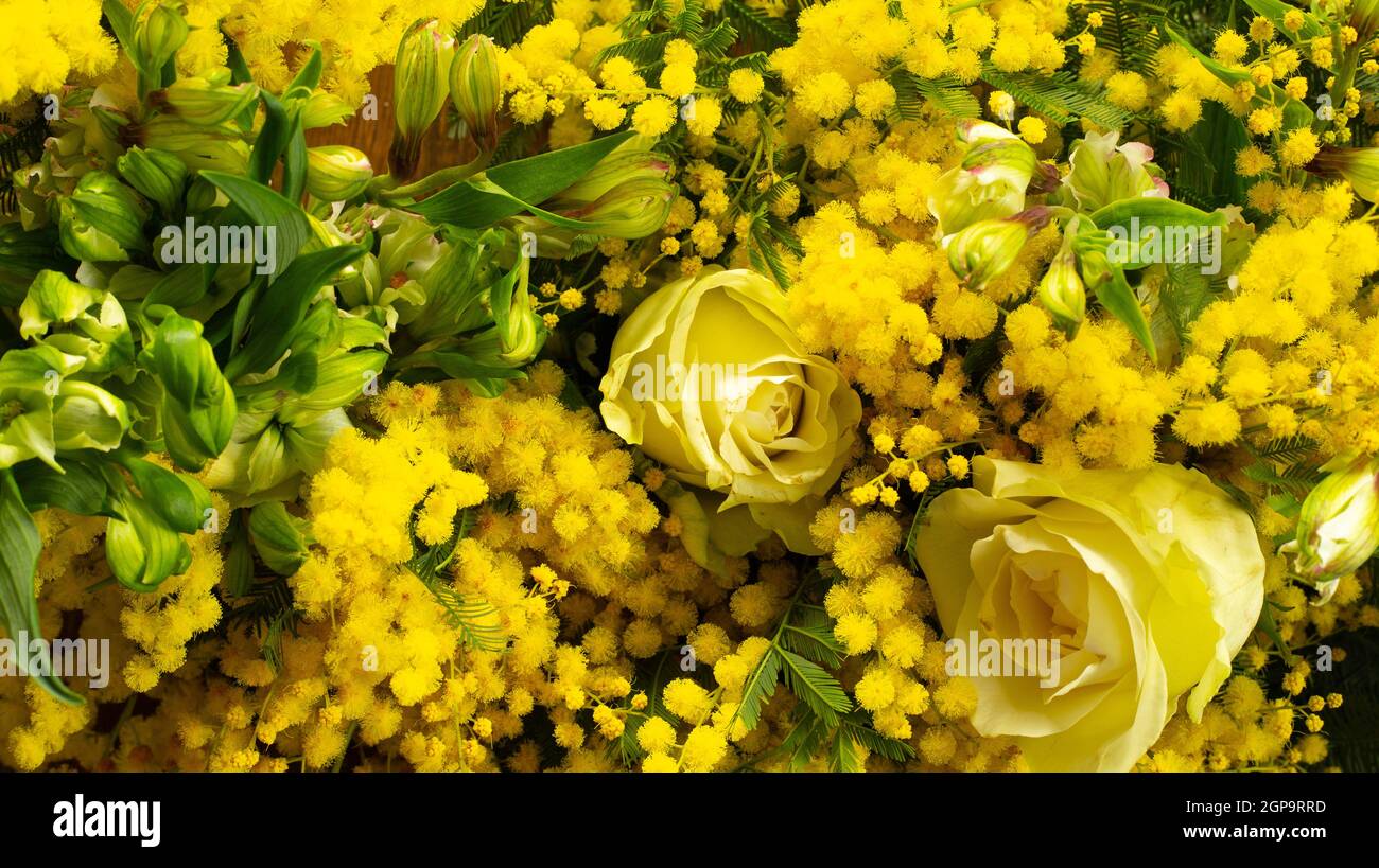 Flower background in yellow colour, Yellow Spring flower mimosa, white ...