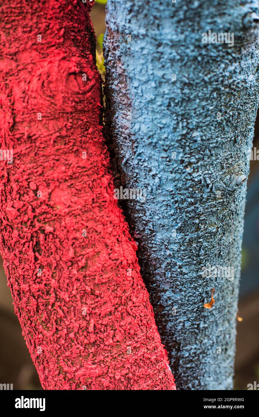 Color image of two tree trunks painted in red and blue Stock Photo - Alamy