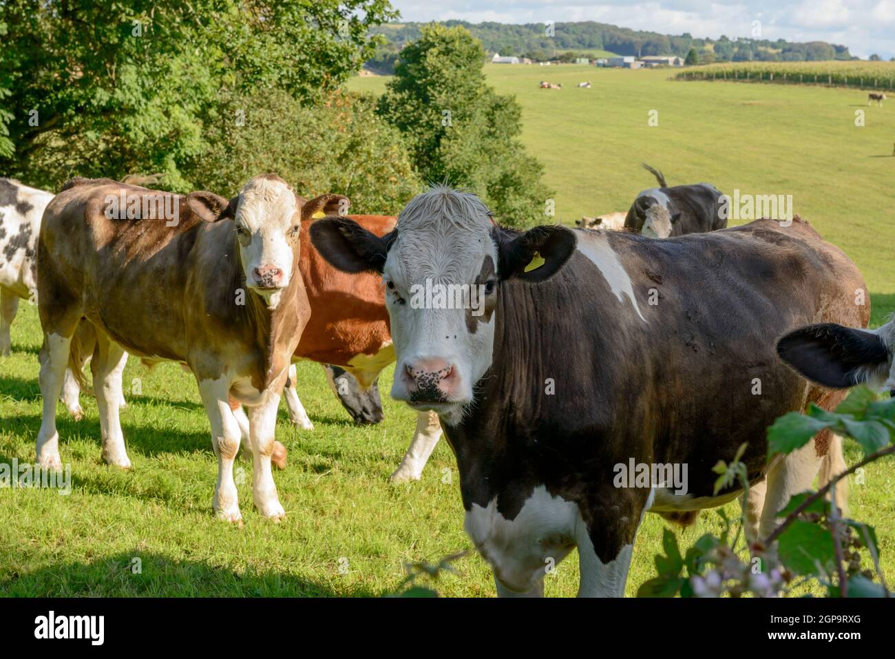 some cows pasturing in the gorgeous Cornwall countryside Stock Photo ...