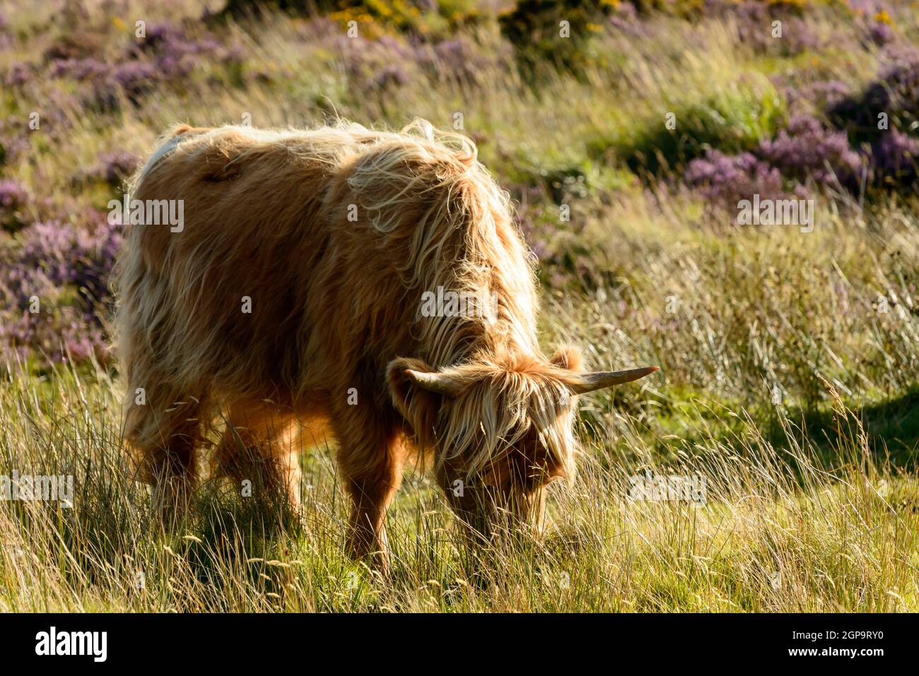 hairy cattle grazing among haether bush in the moor Stock Photo - Alamy
