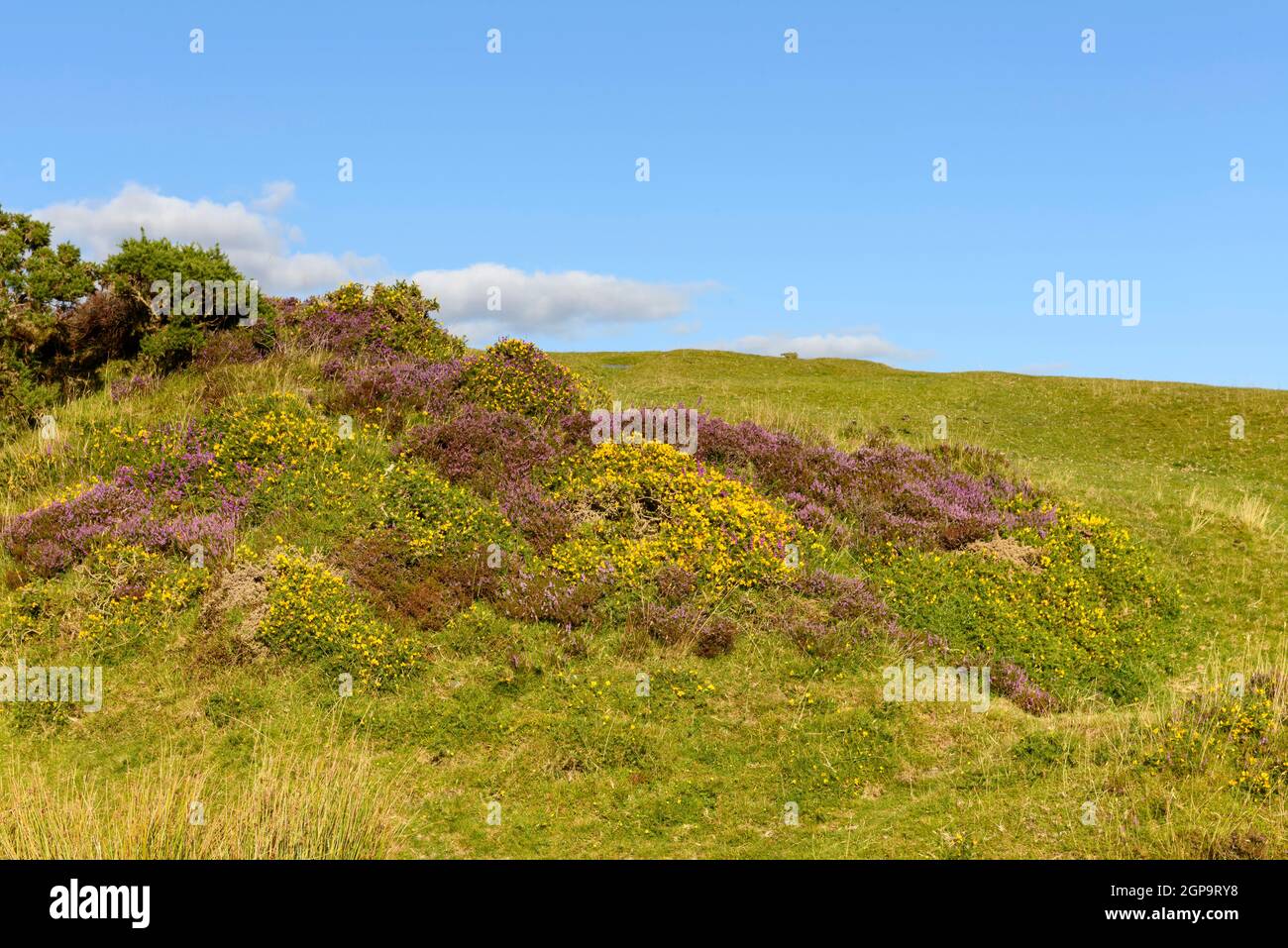 landscape with moor vegetation, in background the hilly countryside ...