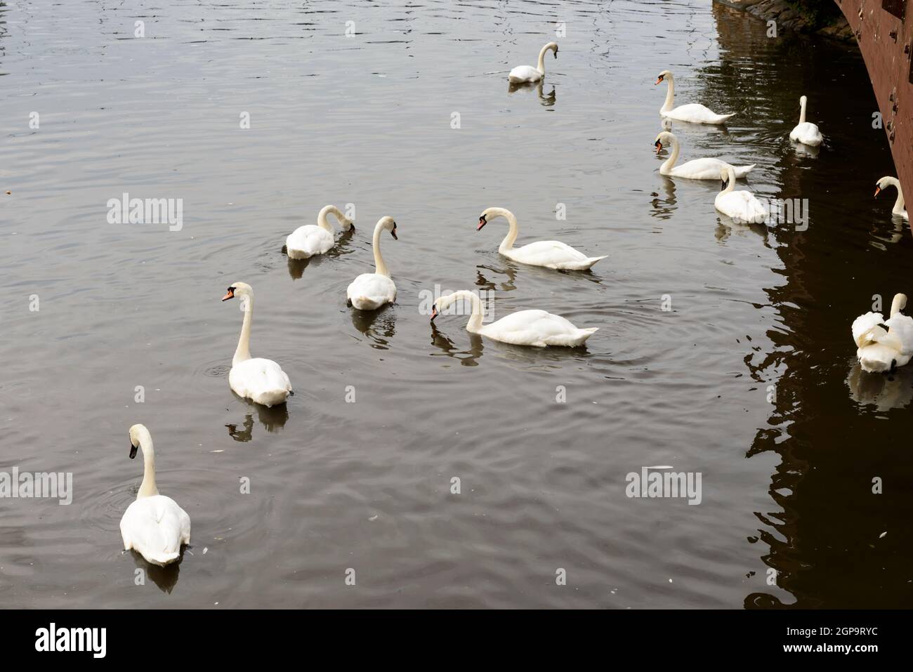 a group of swans floating in river Exe that flows in town center Stock ...