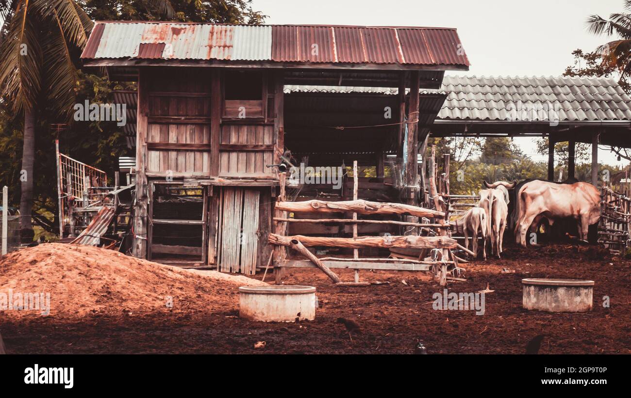agriculture farming and animal cow buffalo shelter house concept .Asian ...