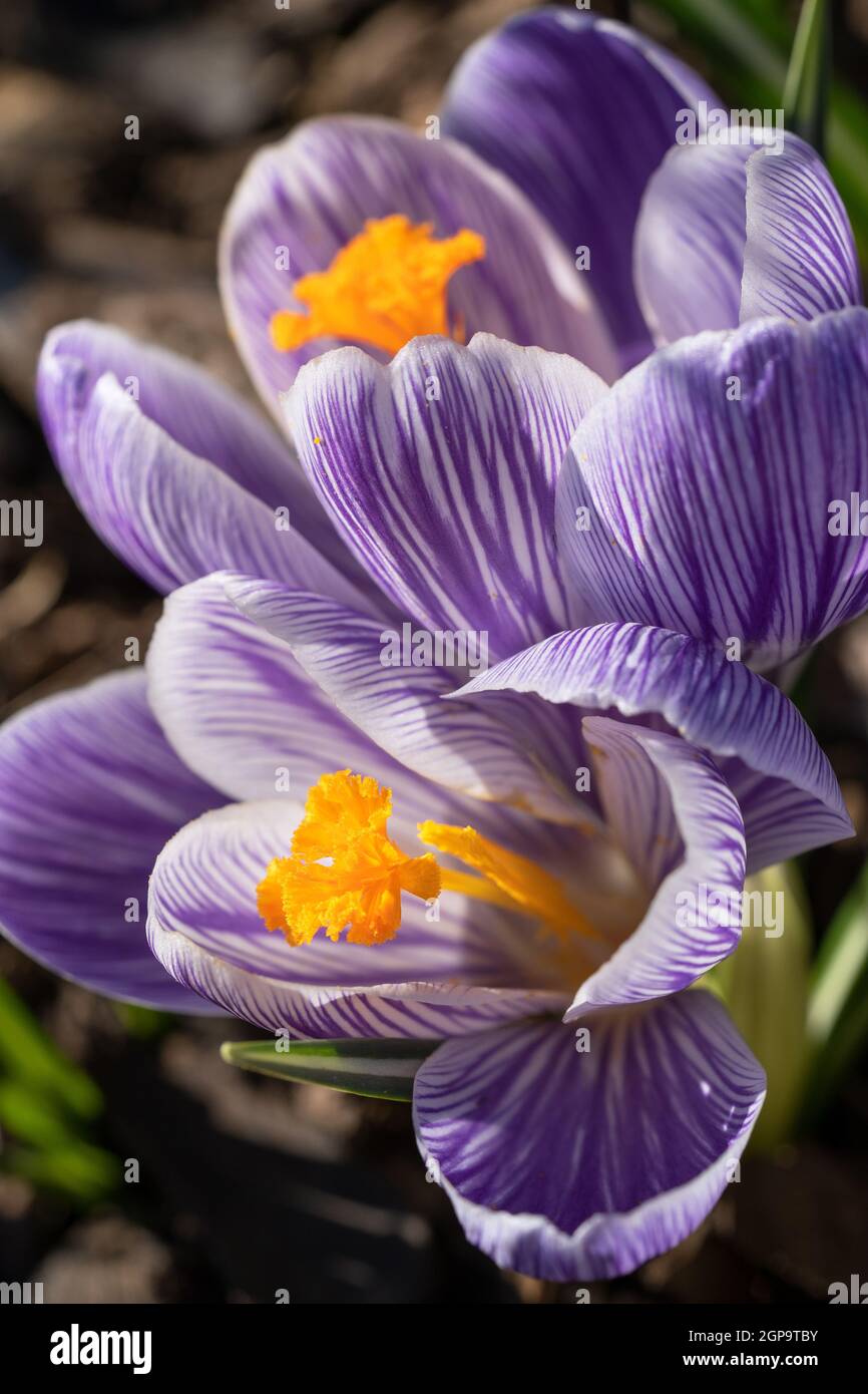 Crocus, close up image of the flowers of spring Stock Photo - Alamy