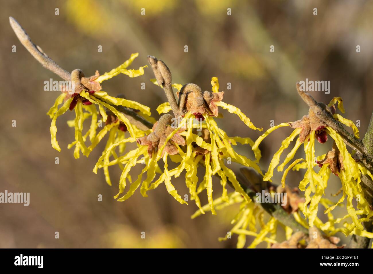 Witch Hazel Hybride (Hamamelis intermedia), colours of spring Stock ...