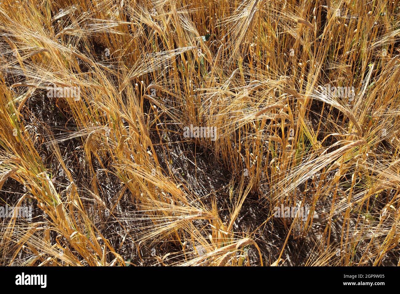 Looking down at rows of ripe barley heads Stock Photo - Alamy