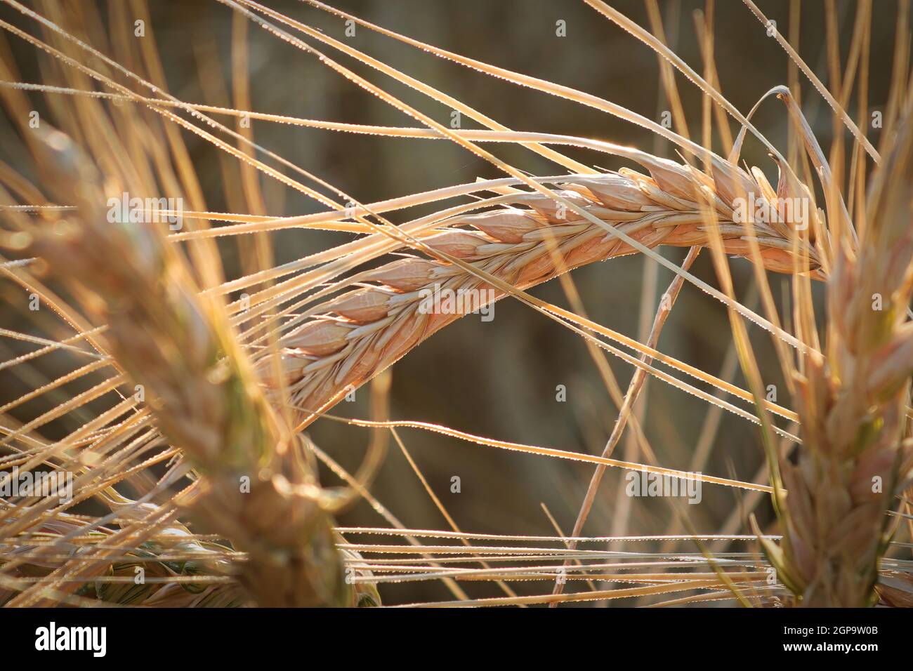 Macro view of a barley head ripe and heavy in autumn Stock Photo - Alamy