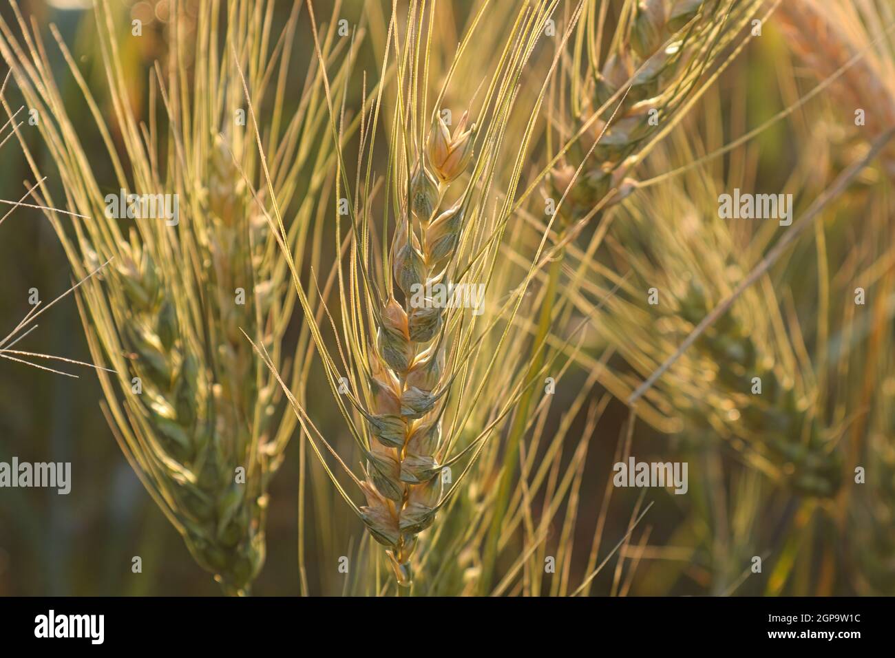 Macro of golden barley hairs glowing from sunlight Stock Photo - Alamy