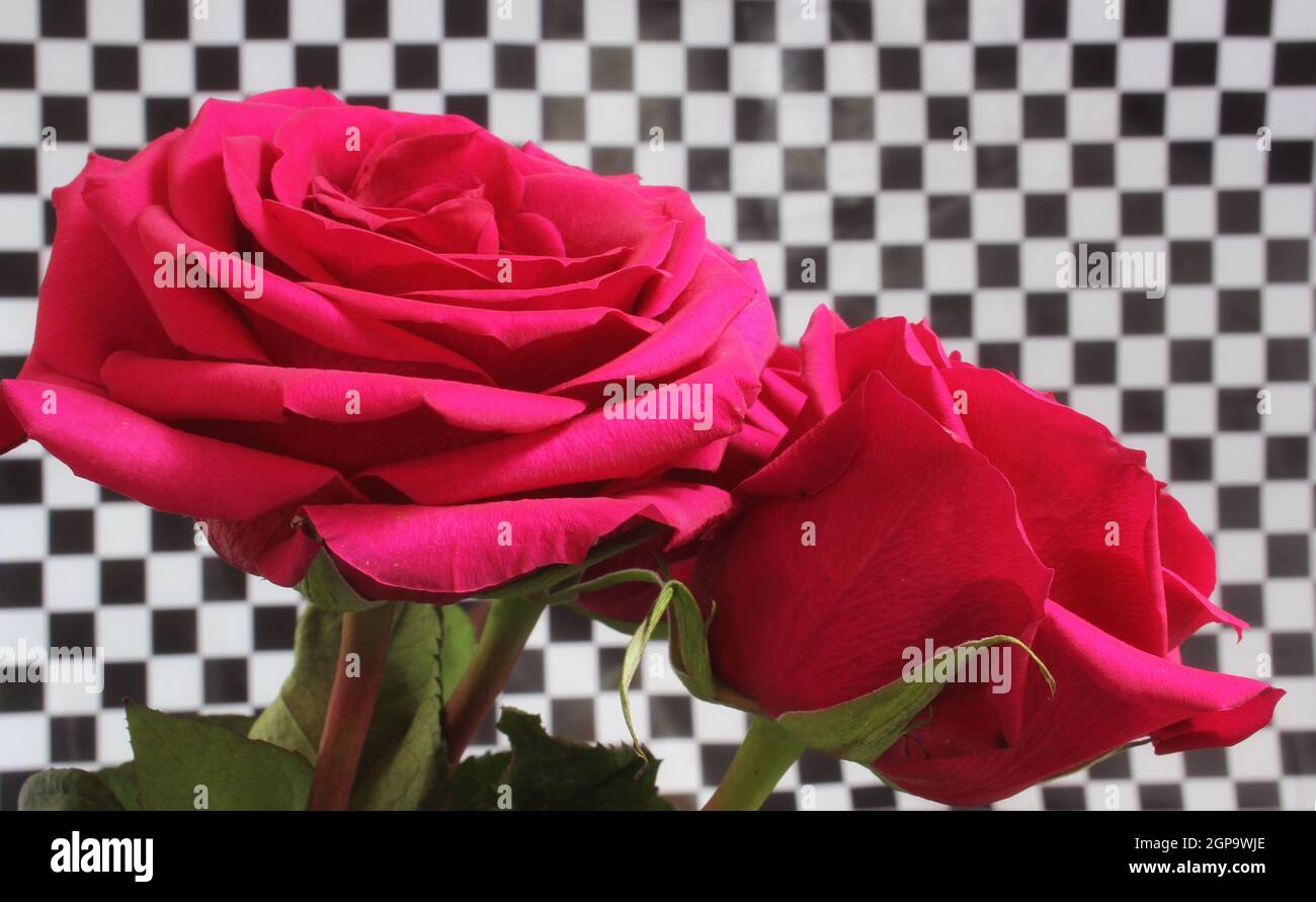 Roses With Black and White Checkered Background Stock Photo - Alamy