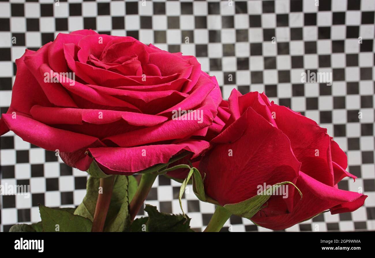 Checkerboardbackground hi-res stock photography and images - Alamy