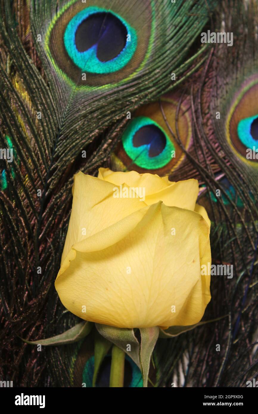 Yellow Rose With Peacock Feathers Stock Photo - Alamy