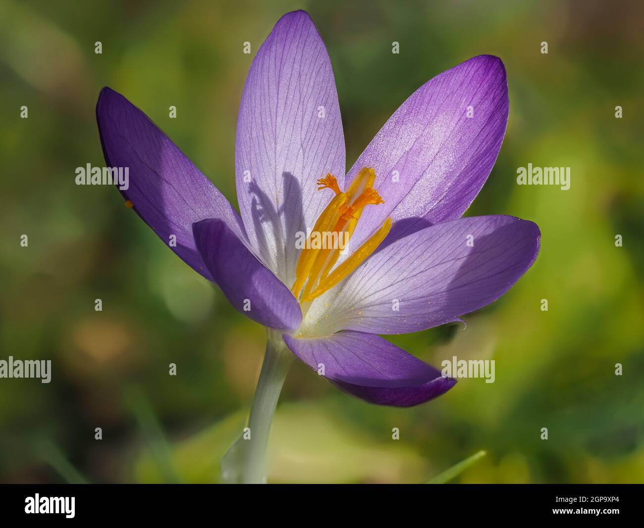 Purple crocus in bloom in a meadow in spring Stock Photo - Alamy