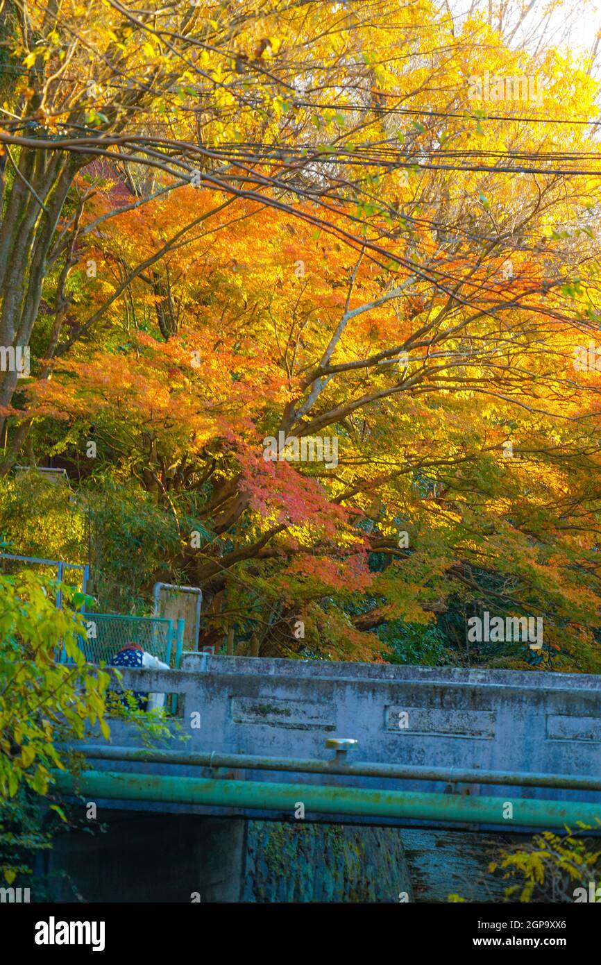 Autumn leaves and Kamakura skyline. Shooting Location: Kamakura ...