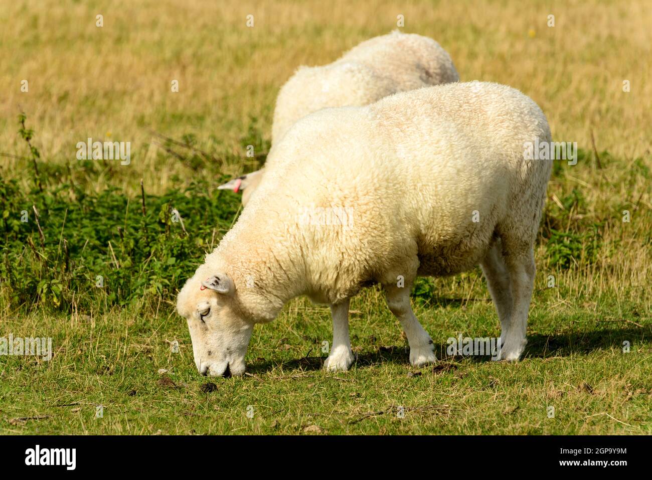 portrait of a grazing sheep at Romney Marsh, Kent Stock Photo - Alamy