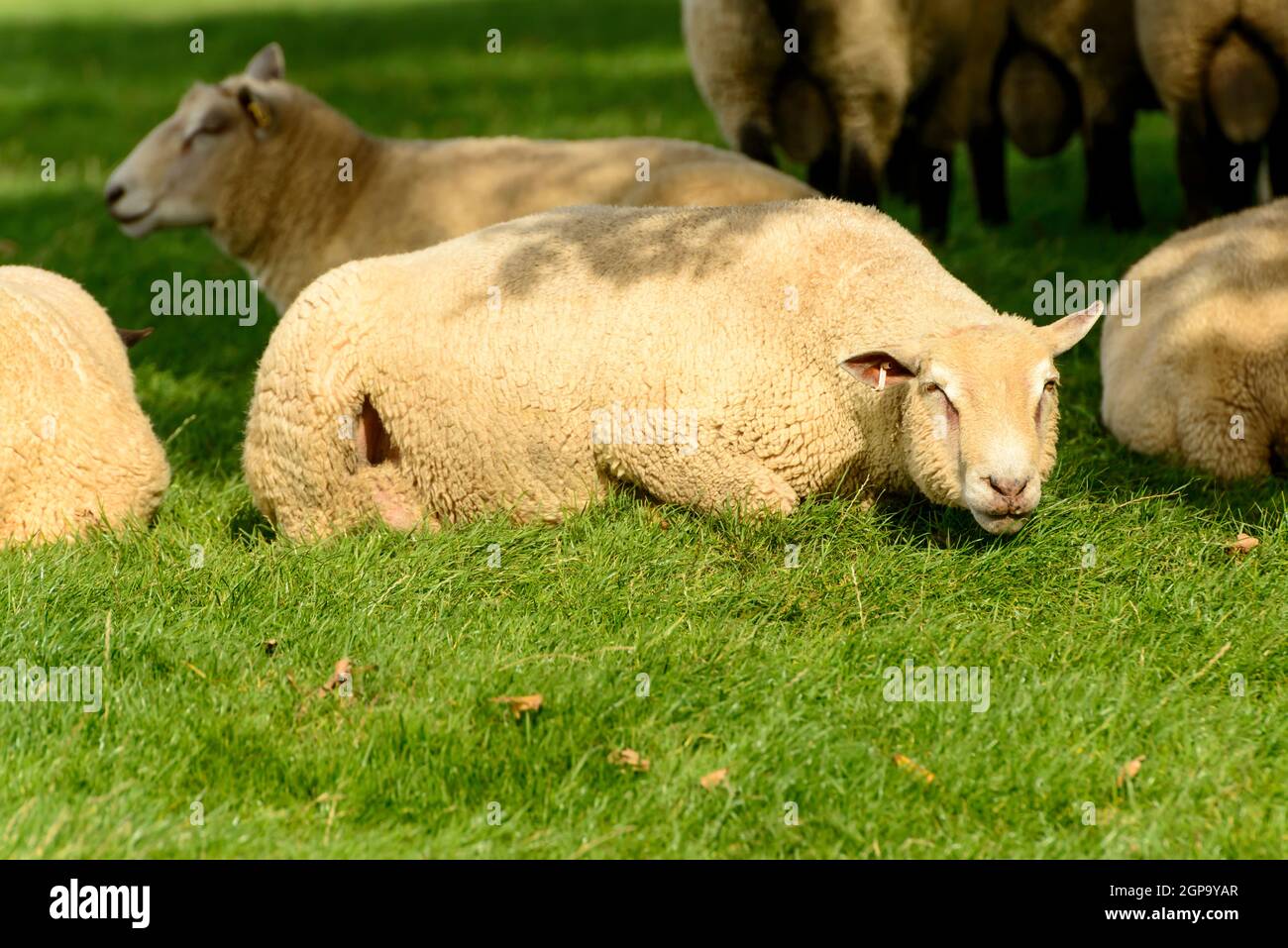 portrait of a resting sheep at Romney Marsh, Kent Stock Photo - Alamy