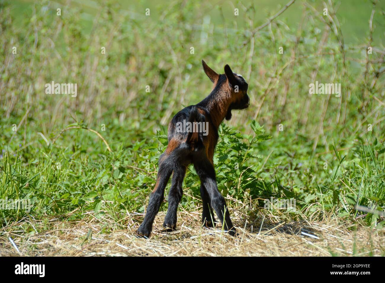 A 1 week old goat lamb on a green meadow with copy space Stock Photo ...