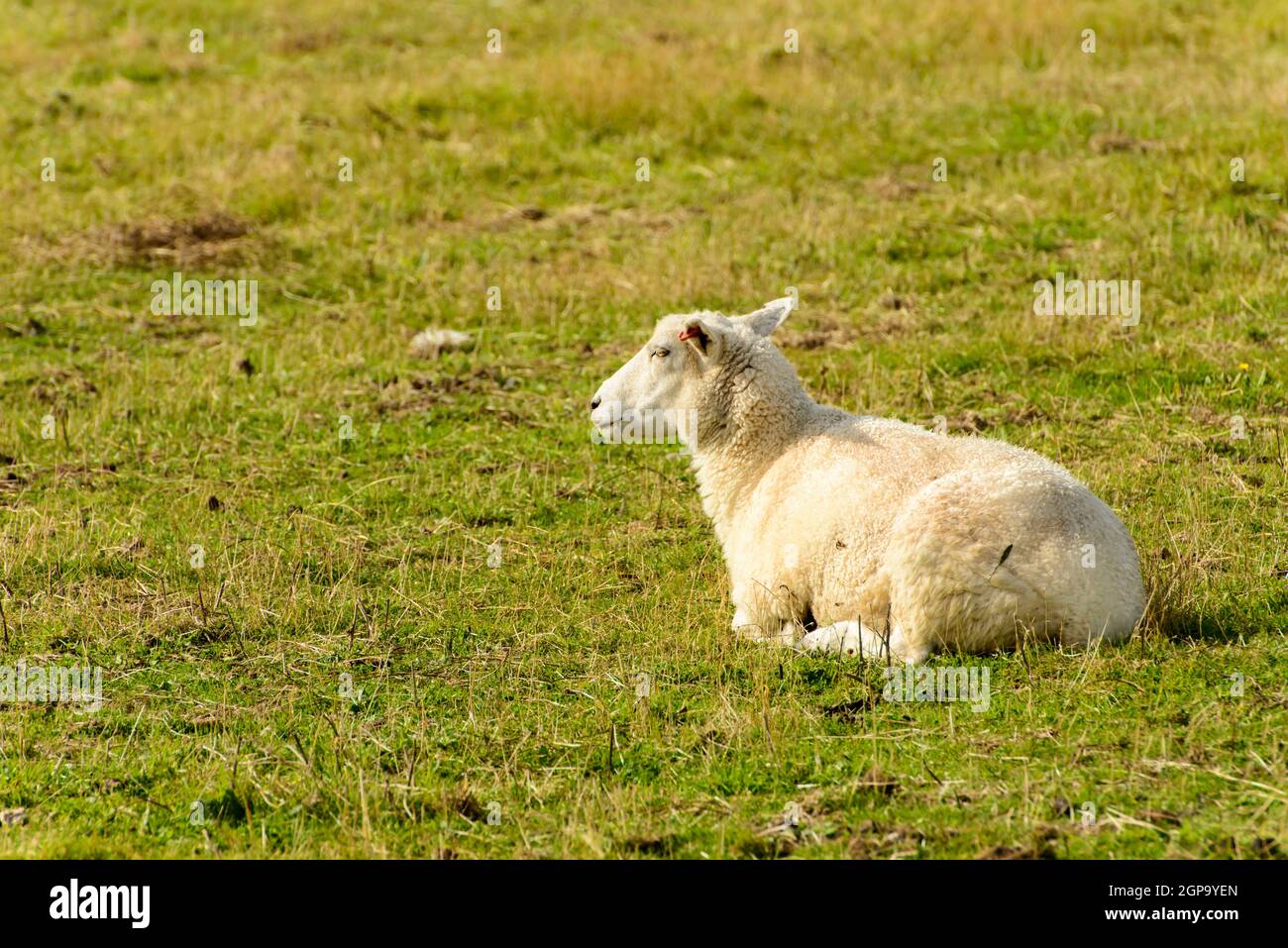 portrait of a resting sheep at Romney Marsh, Kent Stock Photo - Alamy